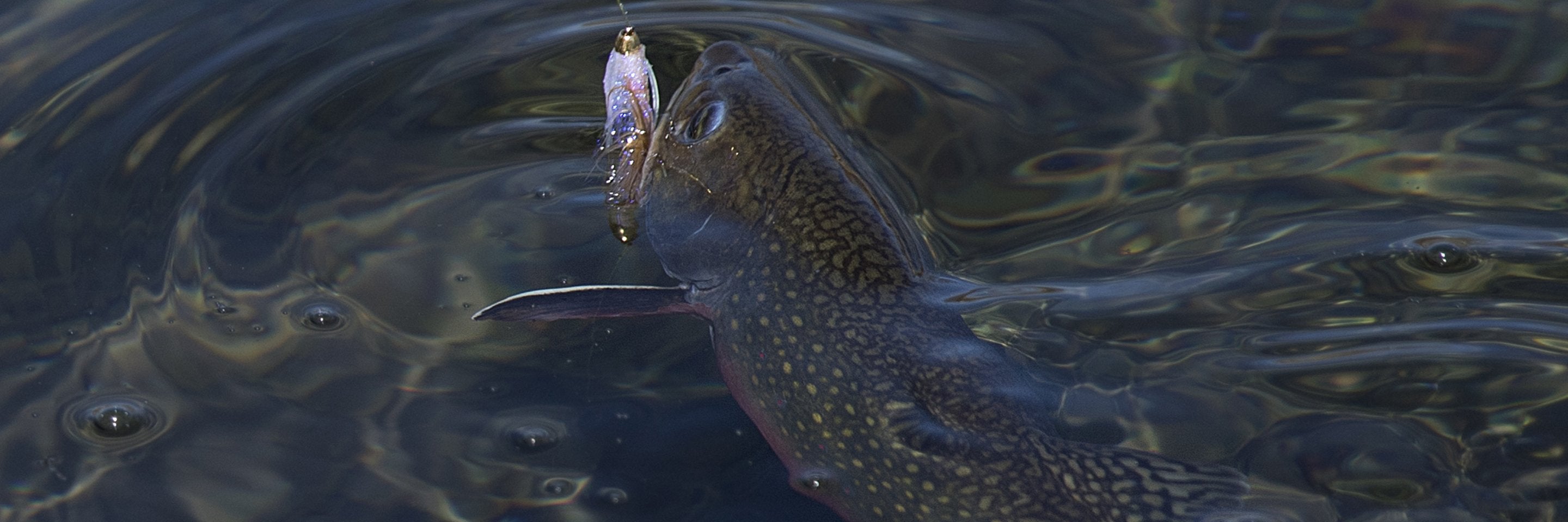 Beadhead & Conehead Streamers – Out Fly Fishing