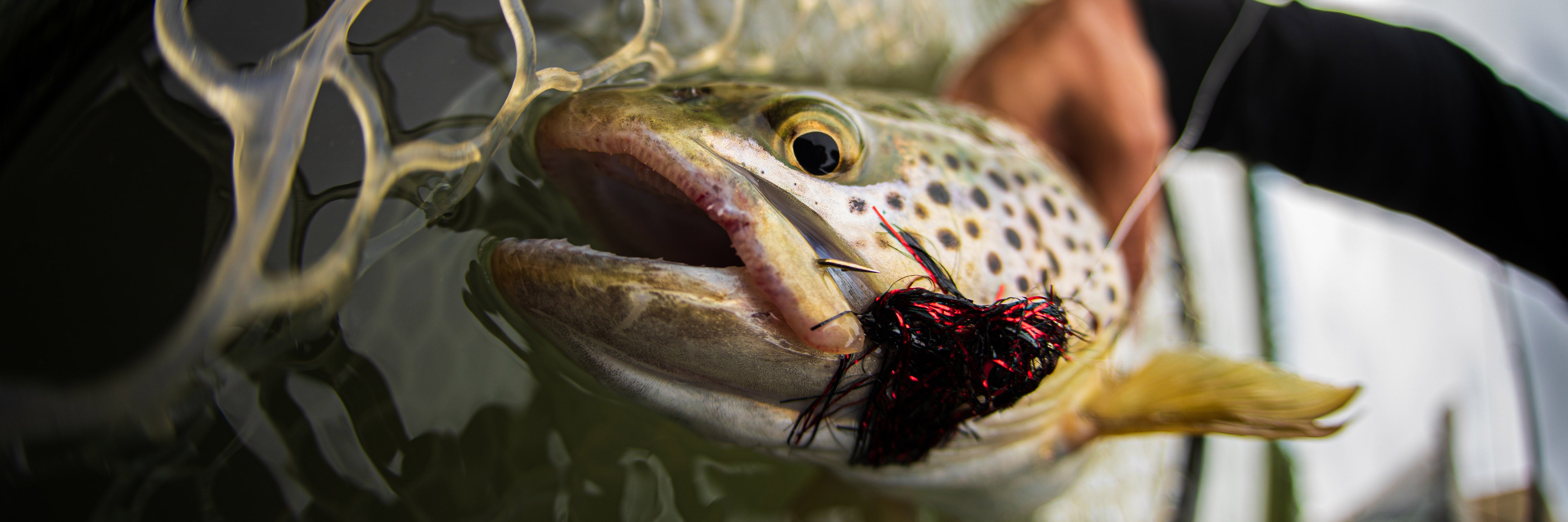 Dumbbell Eye Streamers – Out Fly Fishing