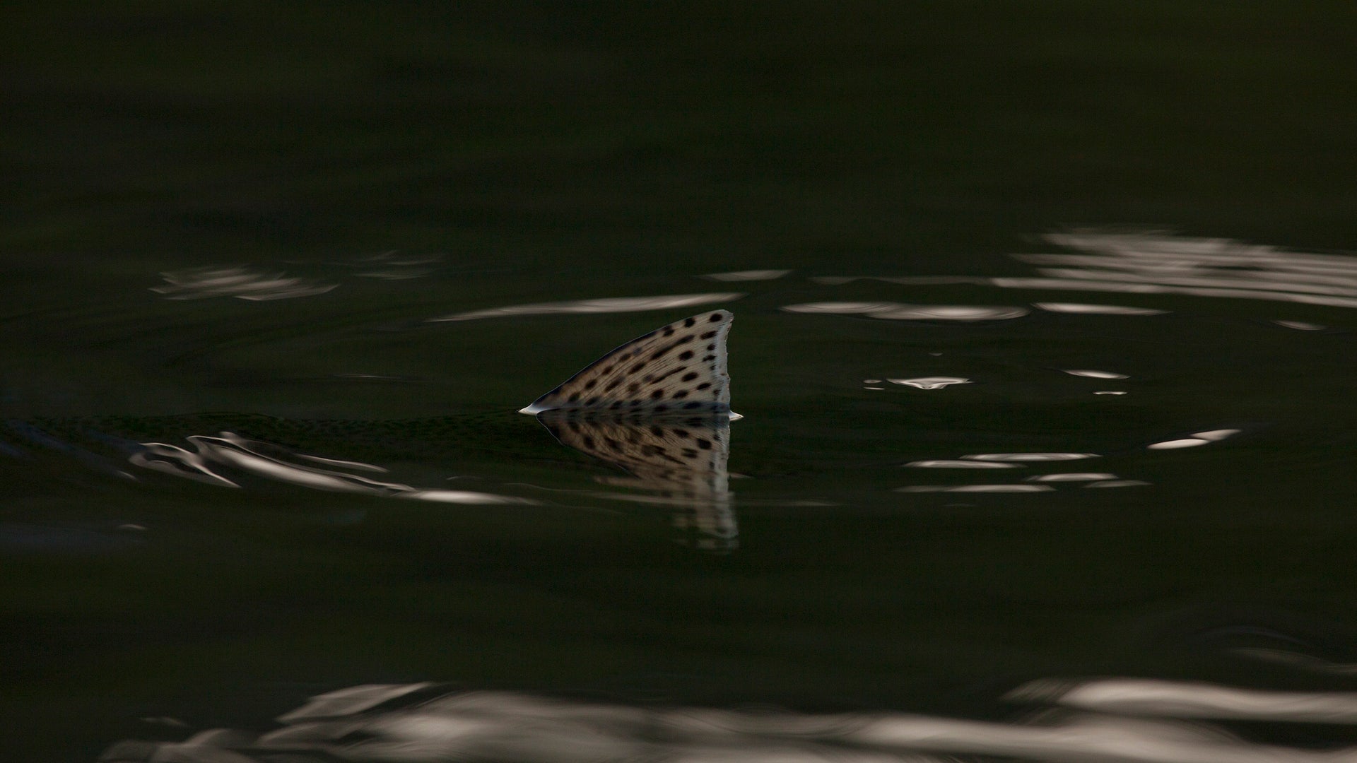 Full Day Lower Bow Float Trip – Out Fly Fishing