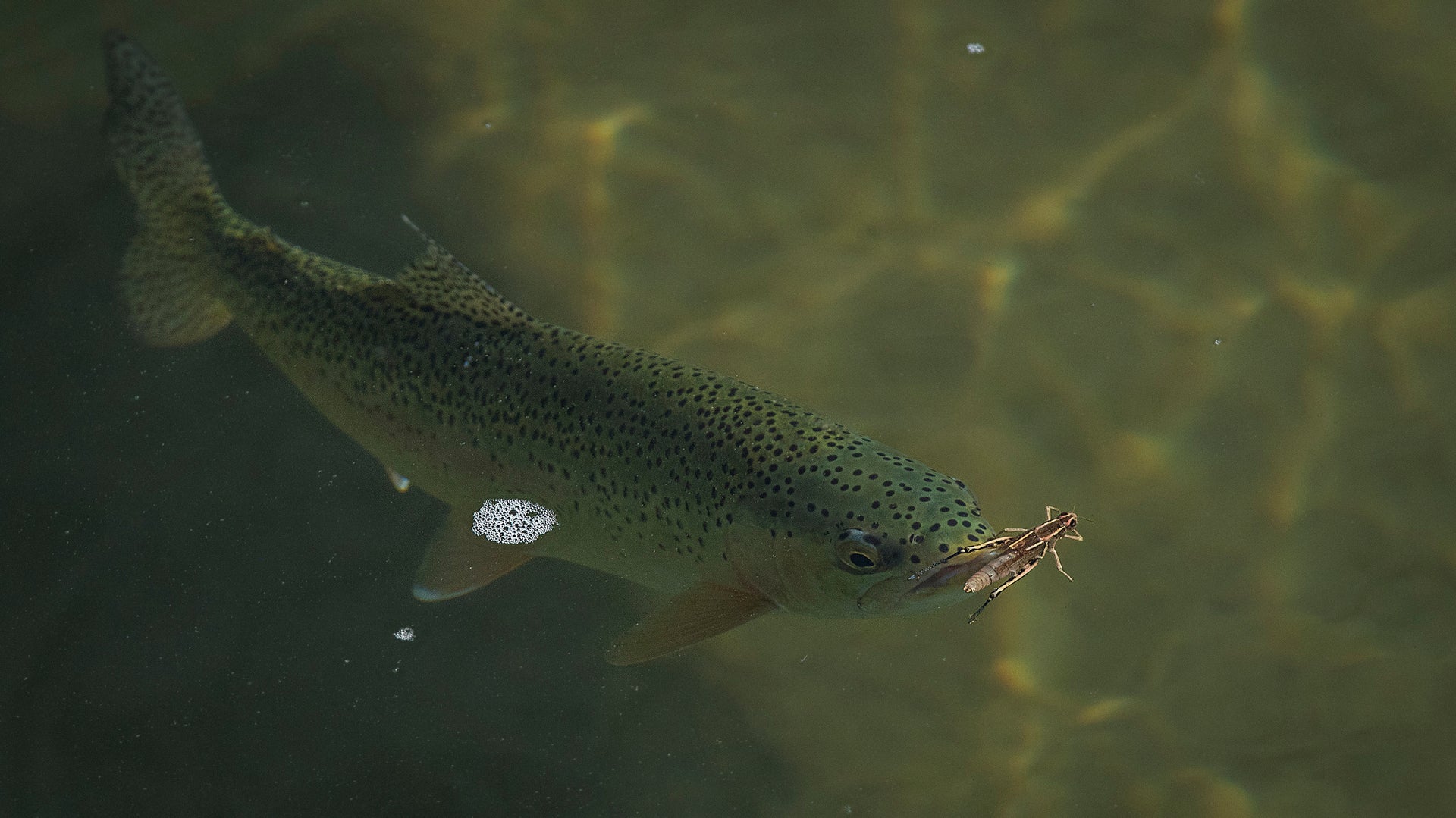 Half Day Lower Bow Float Trip – Out Fly Fishing