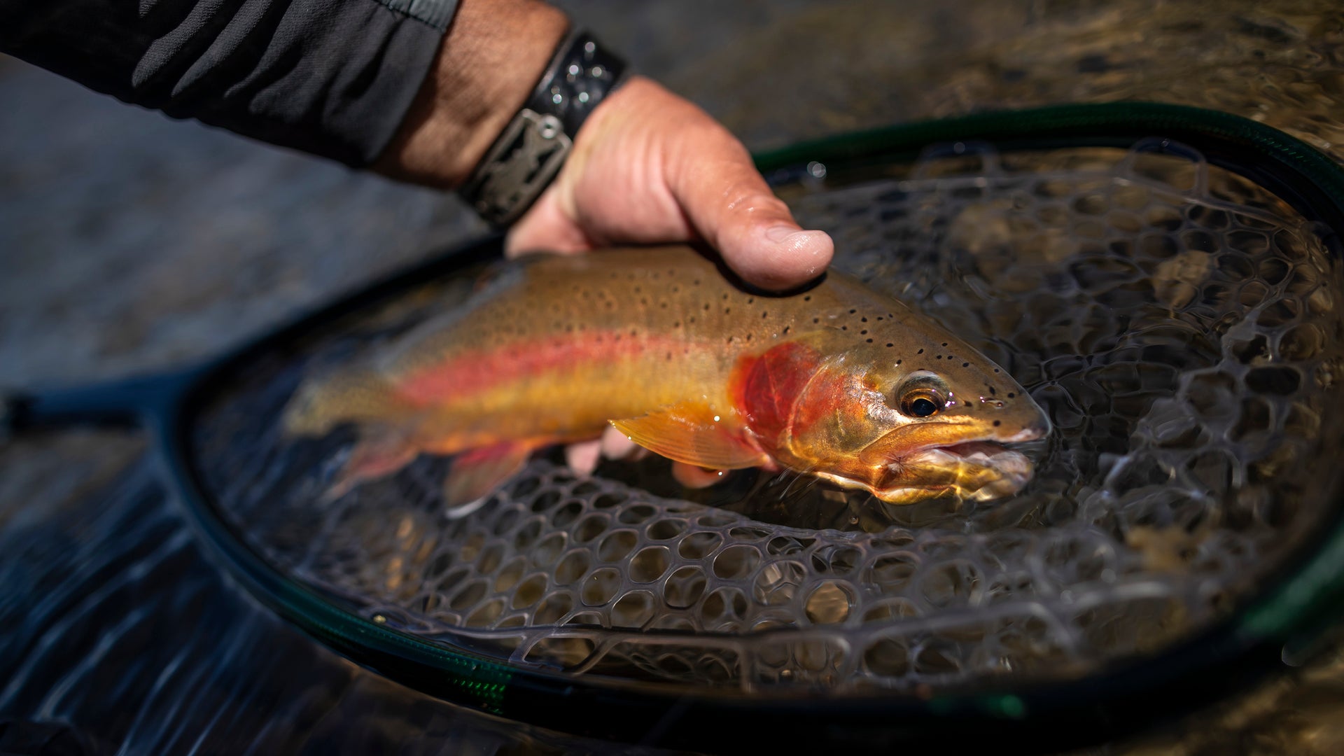 Golden Trout Hike In – Out Fly Fishing