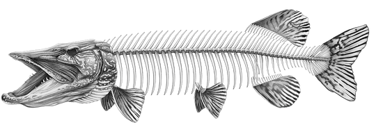 Nick Laferriere Pike Skeleton Sticker – Out Fly Fishing