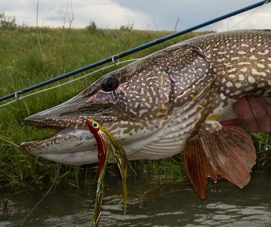 Pike on the Fly Gear Setup: Part 1 - Bite Guards & Leaders – Out Fly ...