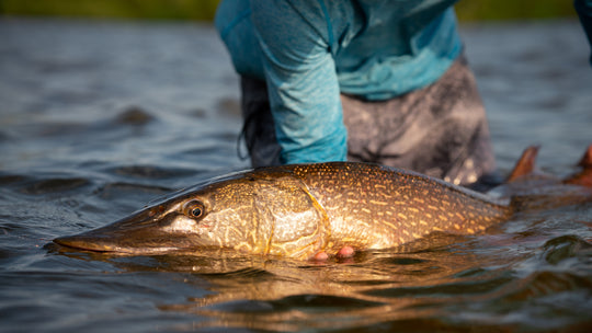 Pike on the Fly Gear Setup: Part 1 - Bite Guards & Leaders – Out Fly ...