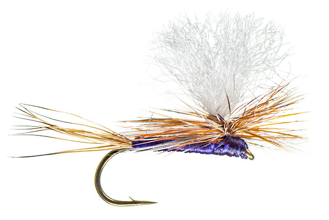 Parachute purple haze – Out Fly Fishing