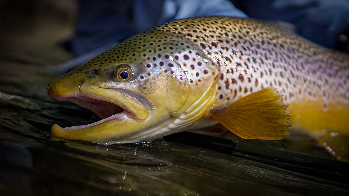 Red Deer River Float Trip – Out Fly Fishing
