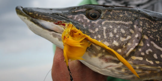 Pike on the Fly Gear Setup: Part 1 - Bite Guards & Leaders – Out Fly ...